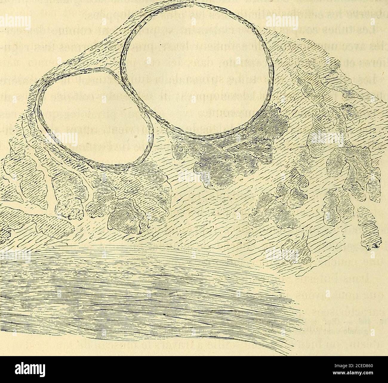 . Manuel d'histologie experimentale. rÃ©tionen de petits kystes ...