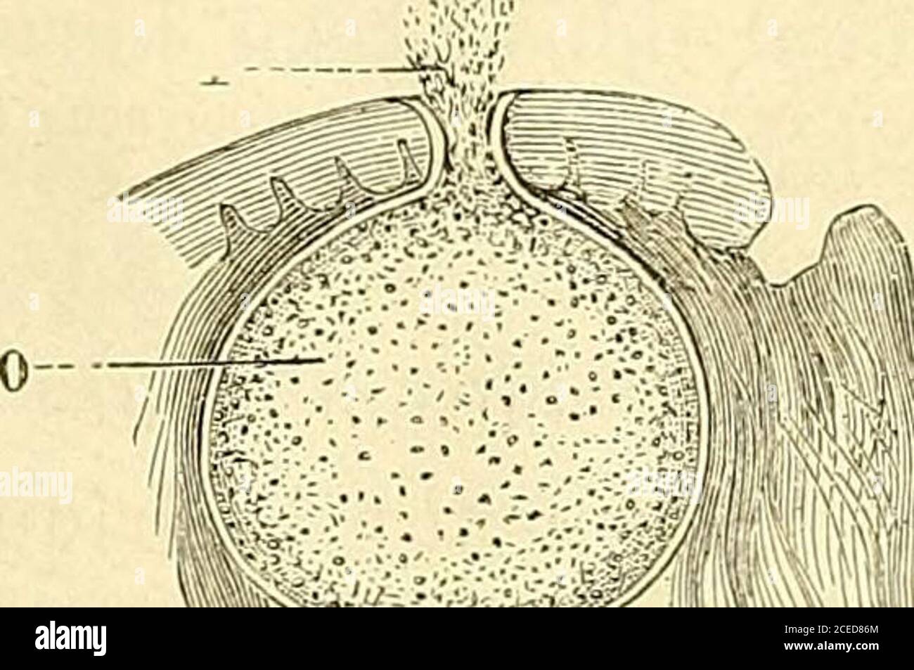 Cellules caliciformes hi-res stock photography and images - Alamy