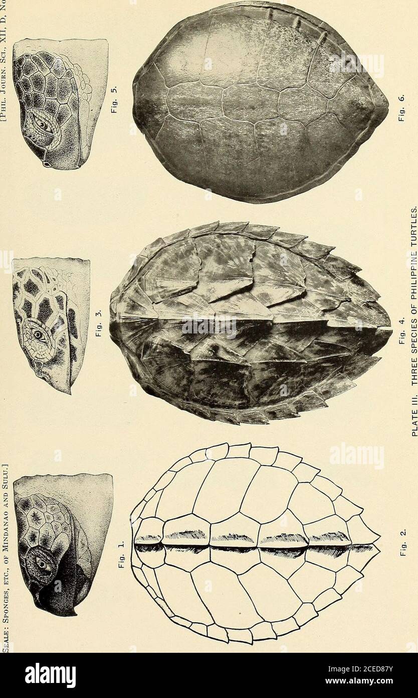 . The Philippine journal of science. Fig. 1. Elephants-ear sponge. 2 ...