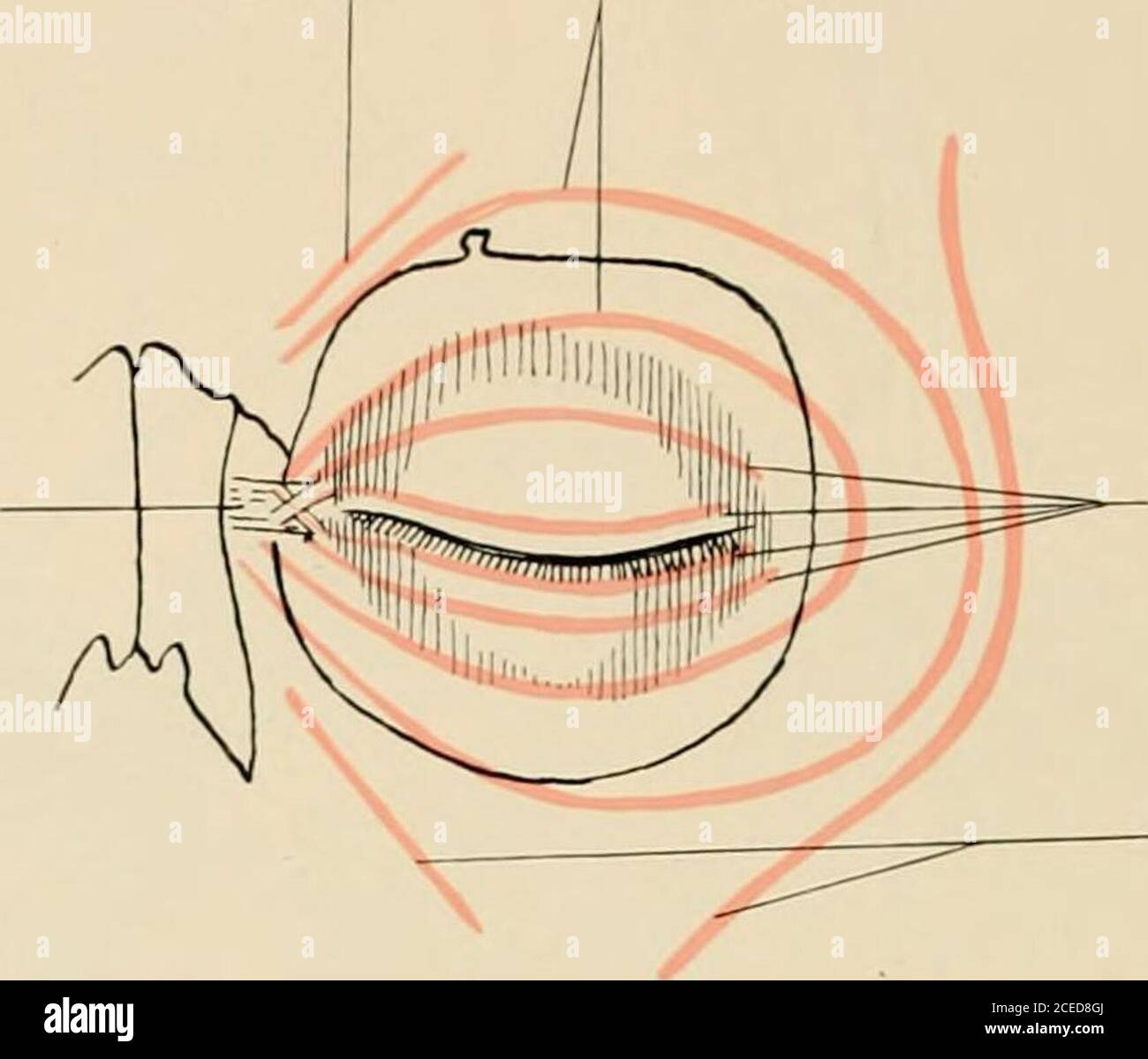 . Die Anatomie des Menschen : Mit Hinweisen auf die ärztliche Praxis ...
