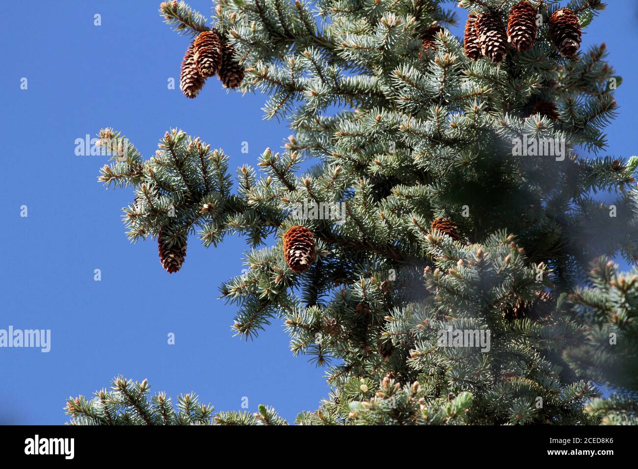 Pine tree closeup for background. Close-up photo shoots from pine trees ...