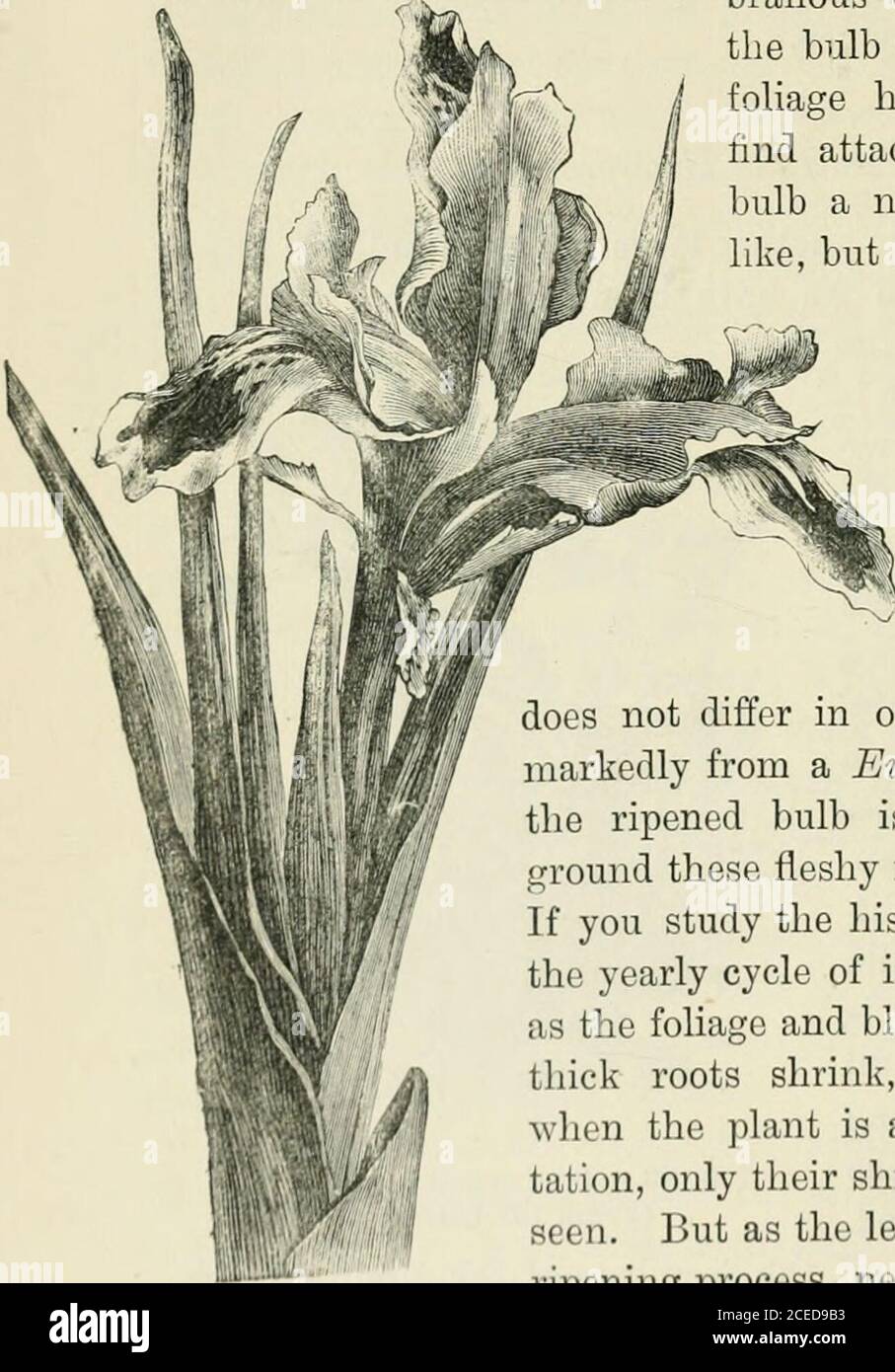 Life cycle of a bulb hi-res stock photography and images - Alamy