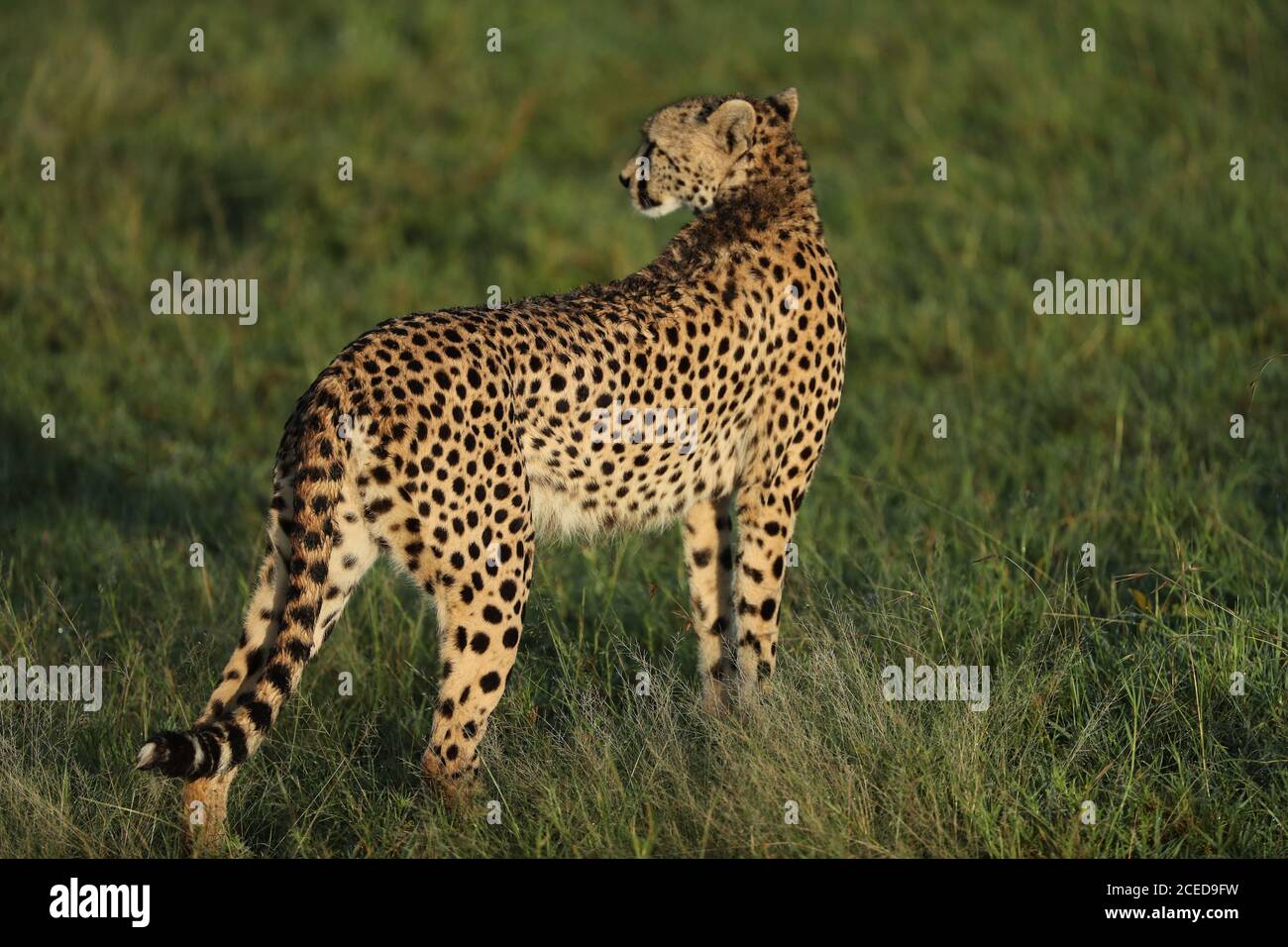 cheetah in savannah in Kenya Stock Photo - Alamy