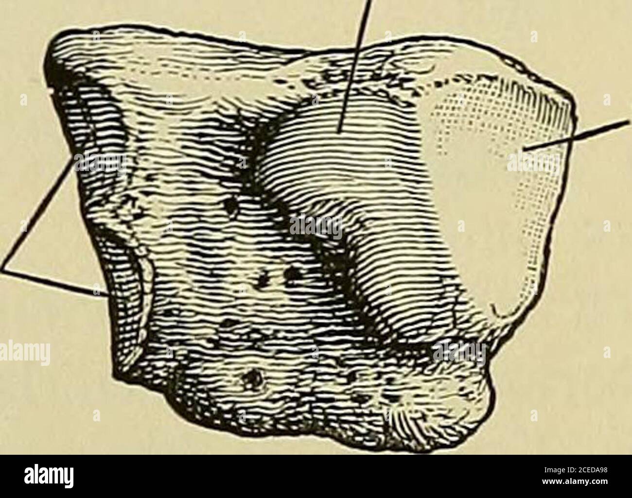 . Quain's Elements of anatomy. Fig. 149. —Right middle cukeiform bone ...