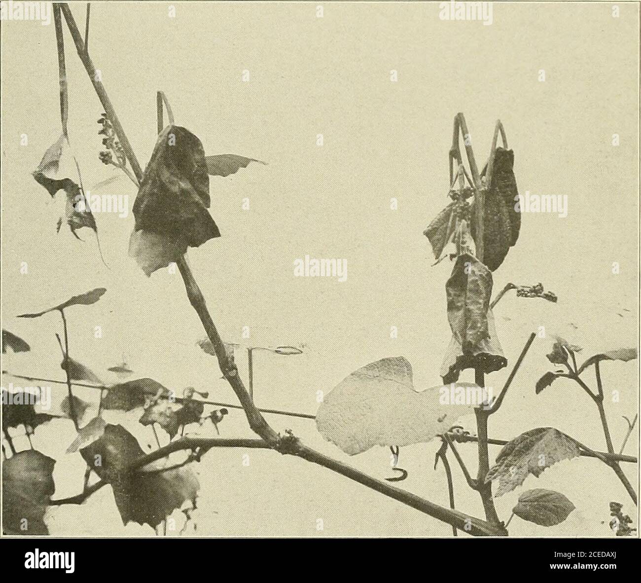 . The grapecane gall-maker and the grapecane girdler. Photographs ...