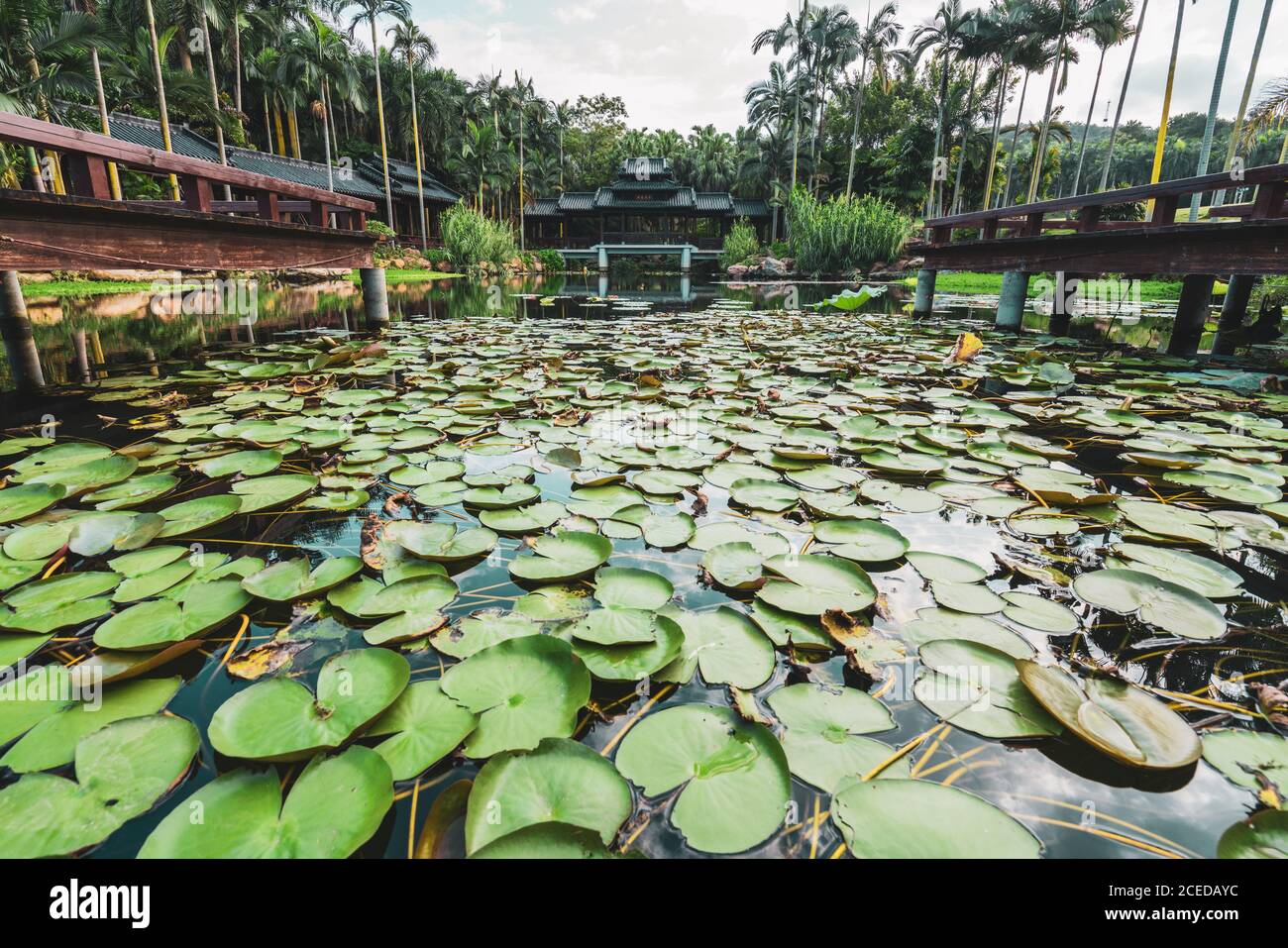 Lily pads floating on water hi-res stock photography and images - Alamy