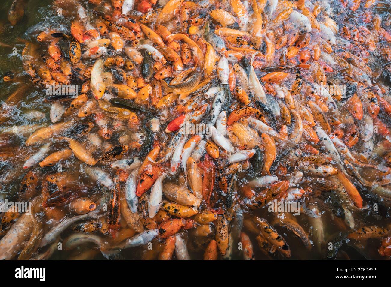 Fish quick feeding hi-res stock photography and images - Alamy