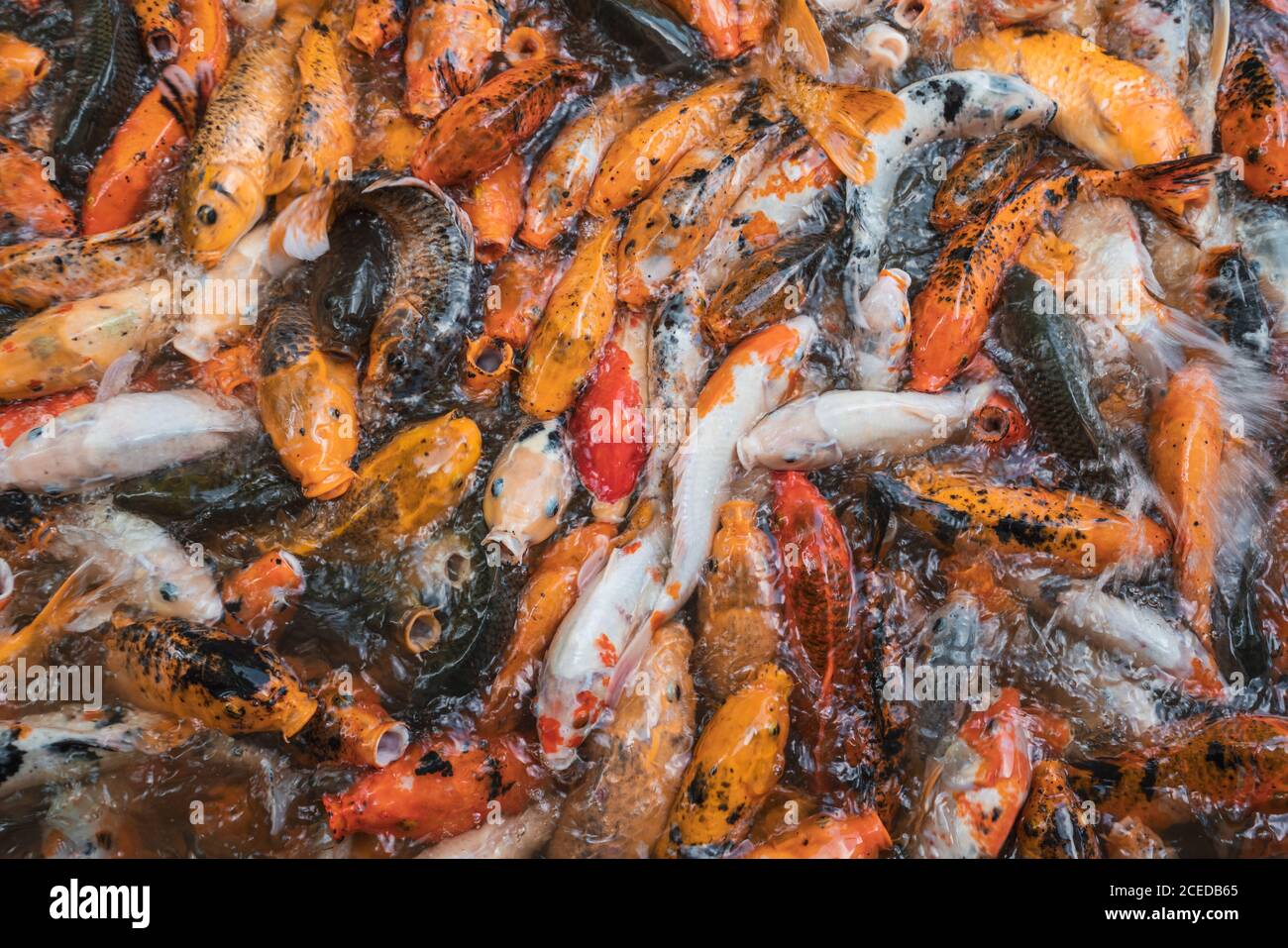 Fish quick feeding hi-res stock photography and images - Alamy