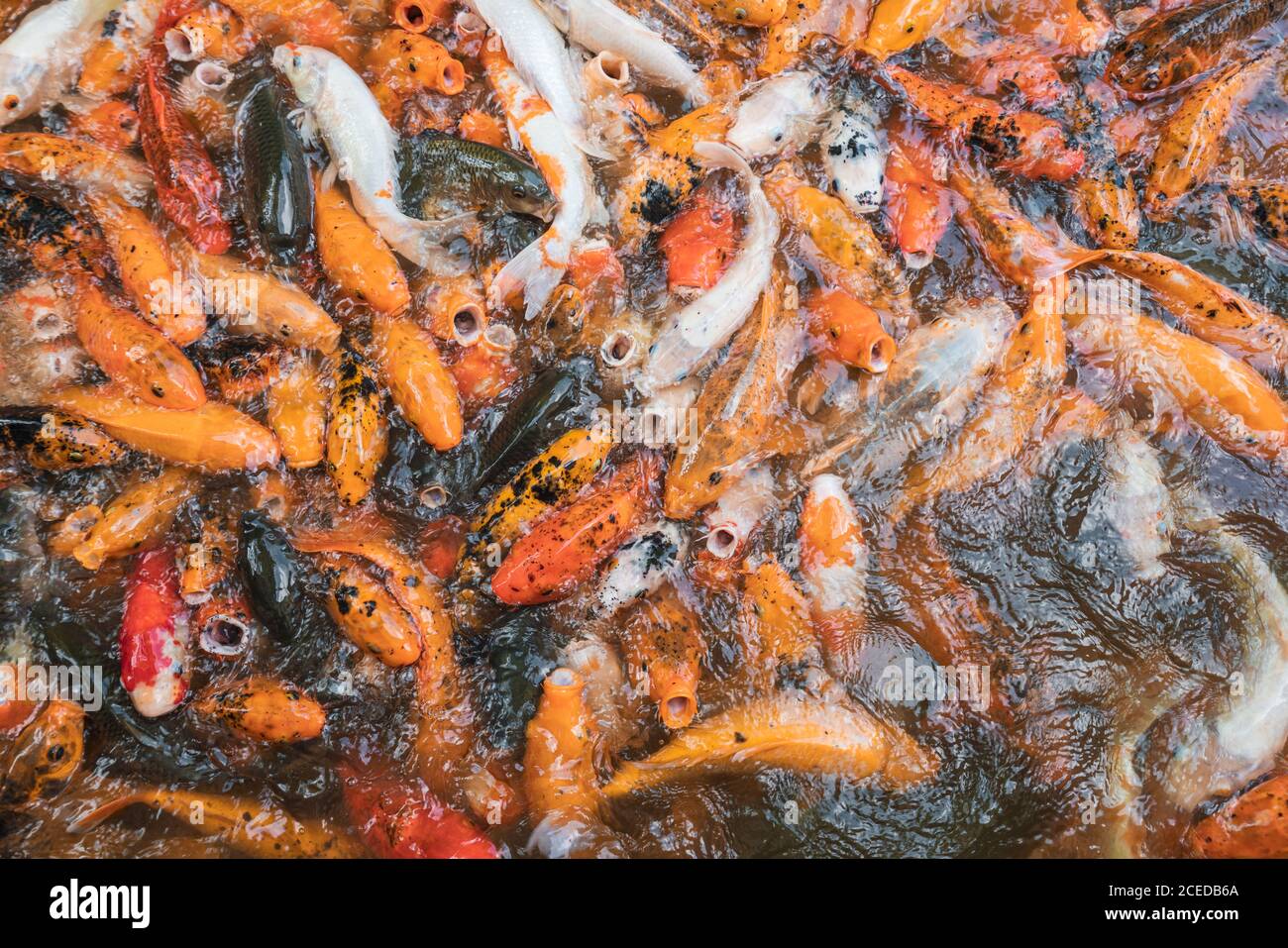 Heap of fish in water feeding with hunger Stock Photo - Alamy