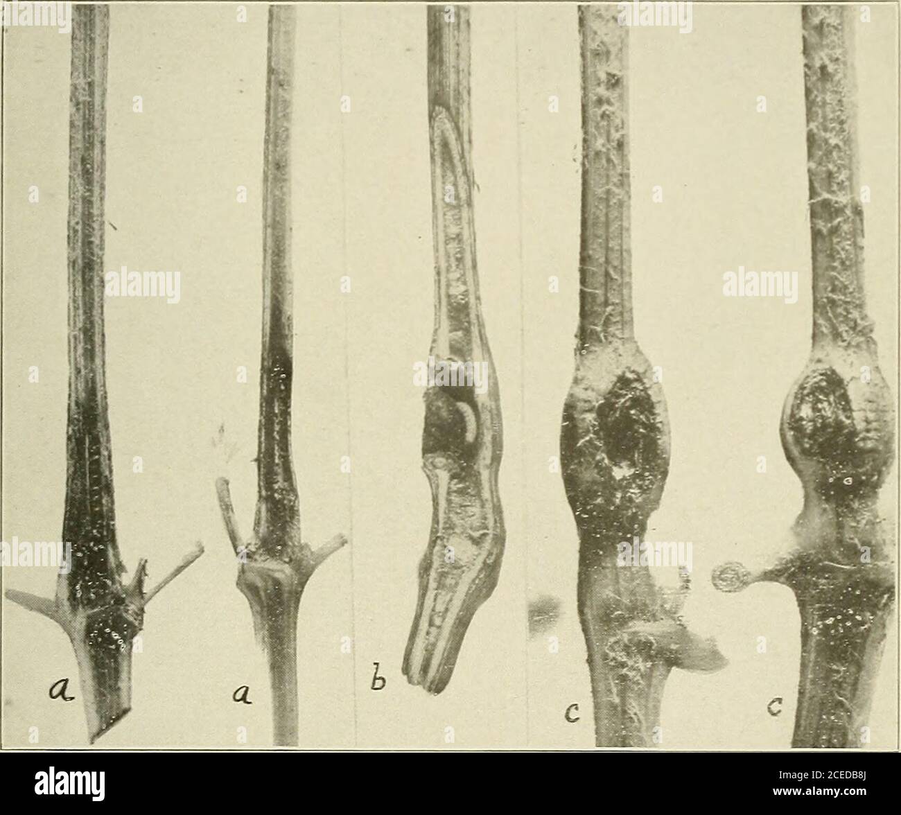 Gall maker beetles hi-res stock photography and images - Alamy