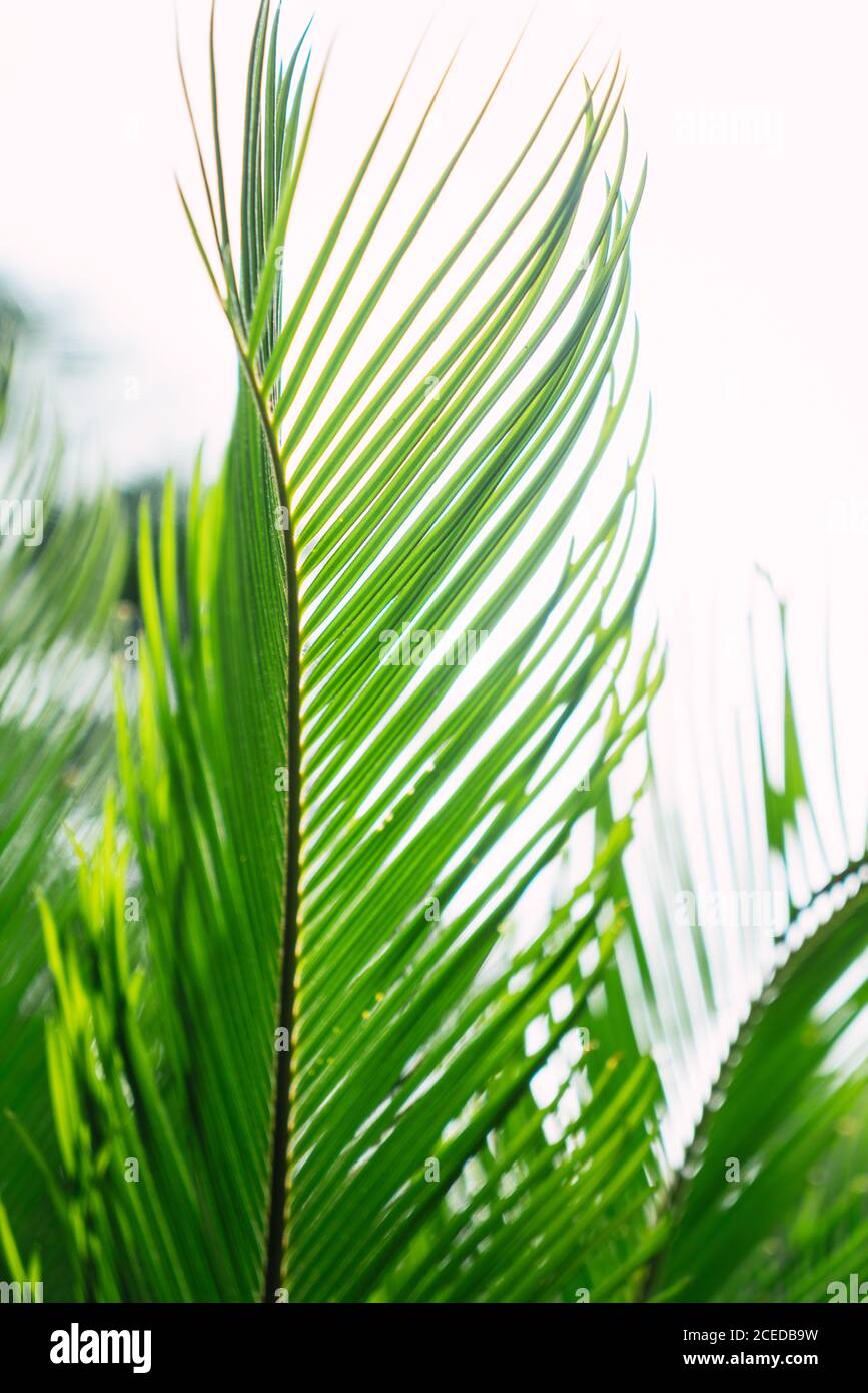 Green growing palm leaves Stock Photo - Alamy