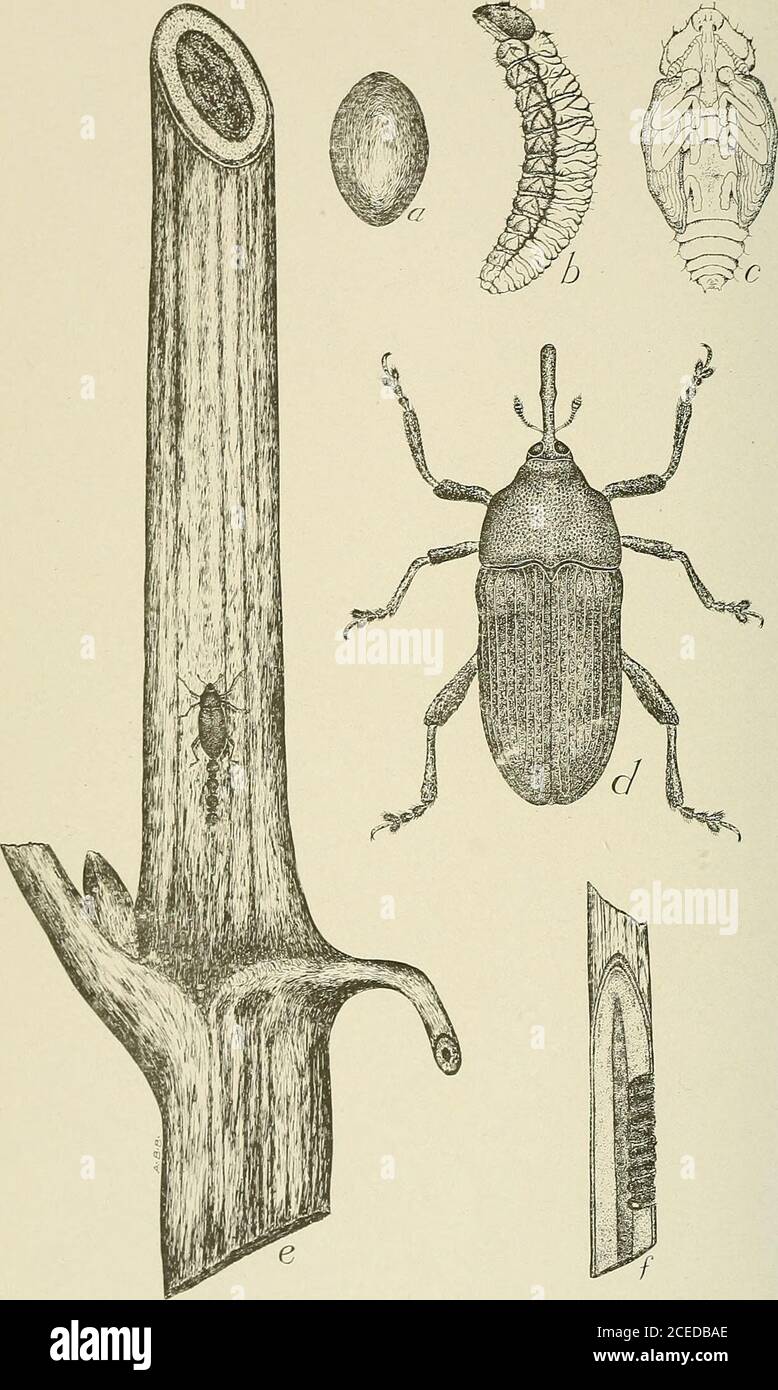 Gall maker beetles hi-res stock photography and images - Alamy