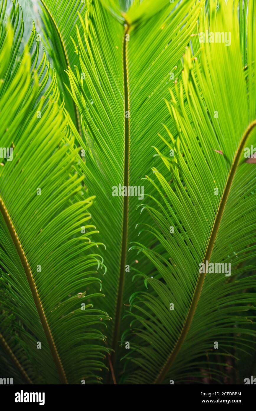 Green growing palm leaves Stock Photo - Alamy