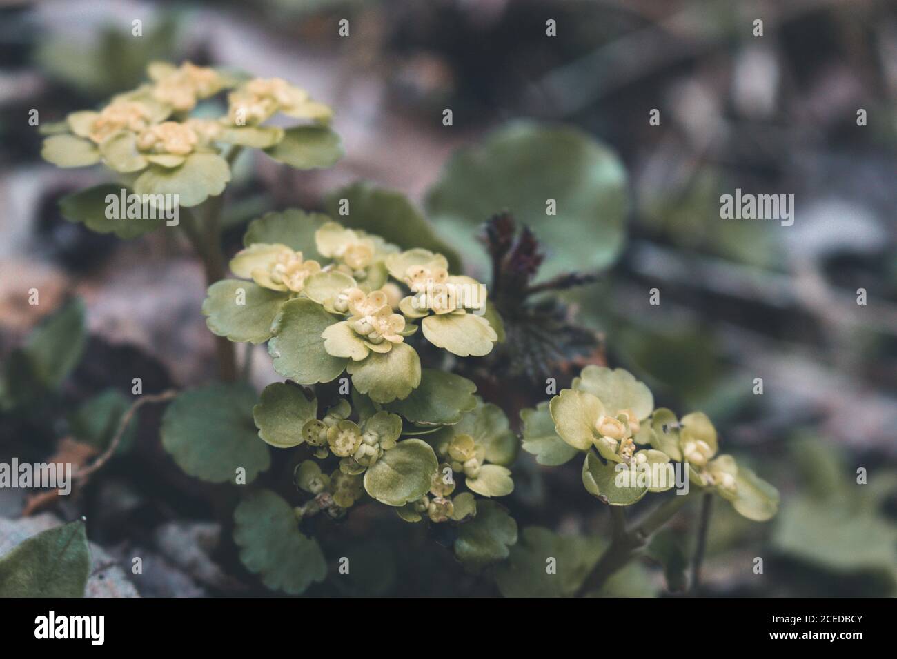 Chrysosplenium alternifolium is a species of flowering plant in the ...