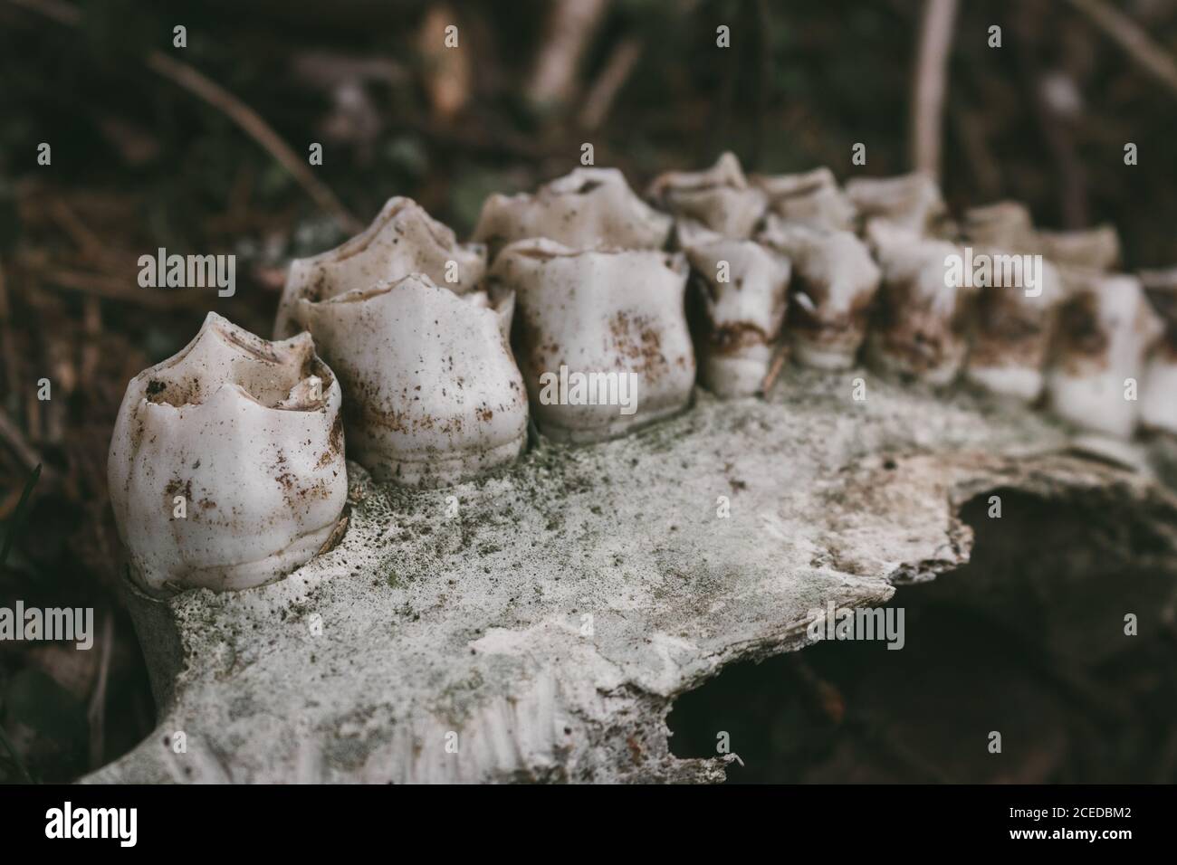 The skeleton of an elk in the forest. The teeth of a herbivore. Closeup ...