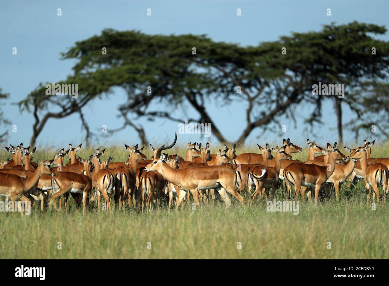 Group of impala in savannah Stock Photo - Alamy