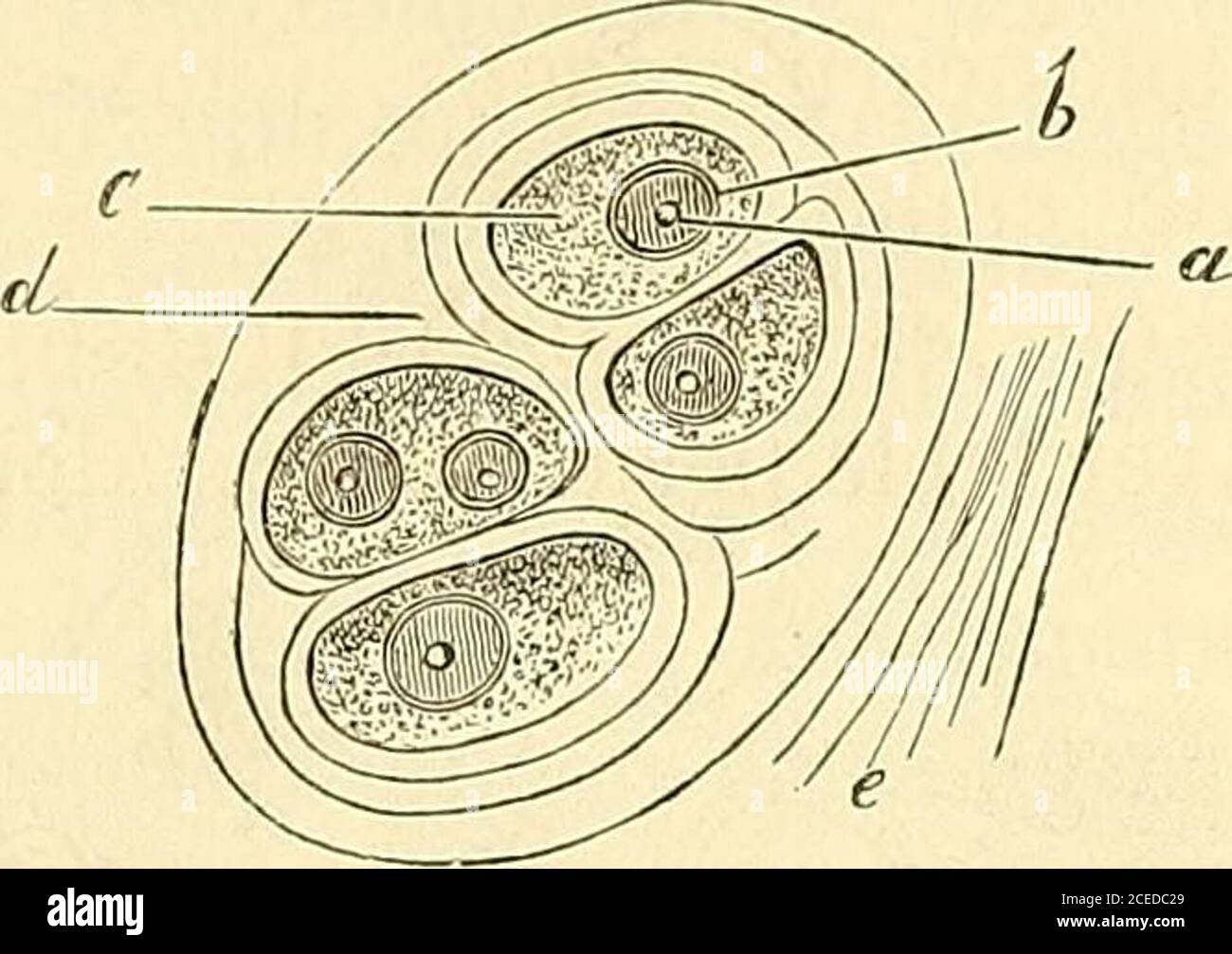 Se multiplient hi-res stock photography and images - Alamy