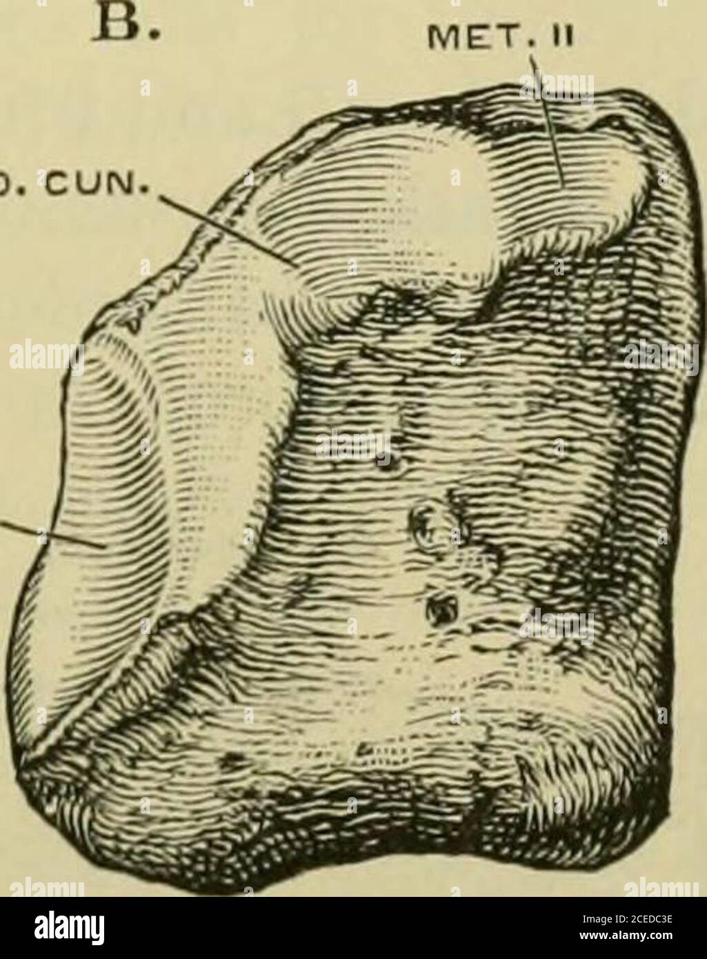 . Quain's Elements of anatomy. Fig. 148.—Right internal cuneiform bune ...