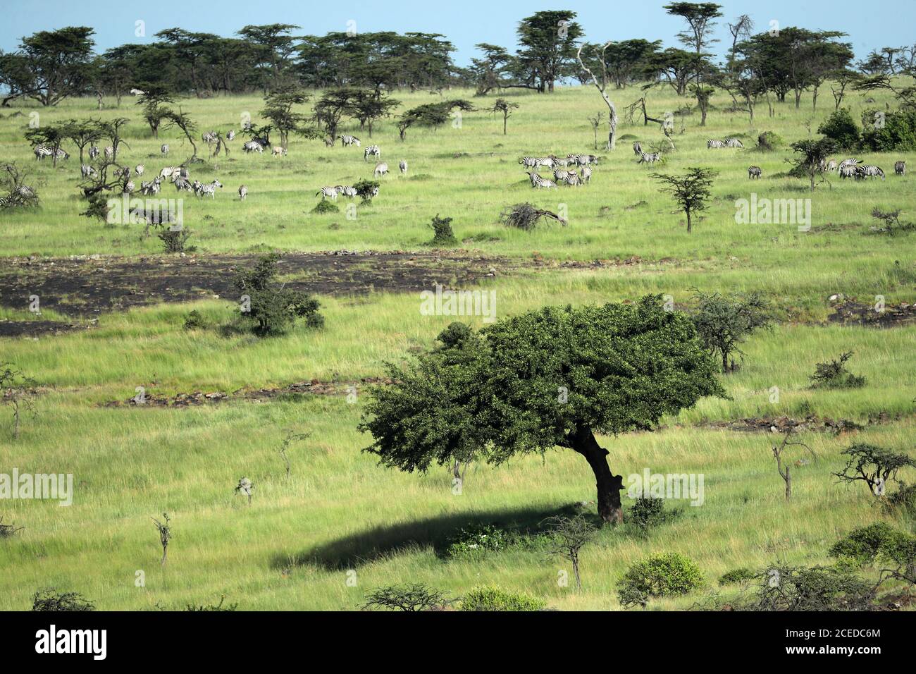 landscape of savannah in kenya Stock Photo - Alamy