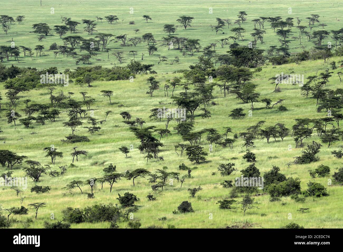 landscape of savannah in kenya Stock Photo - Alamy