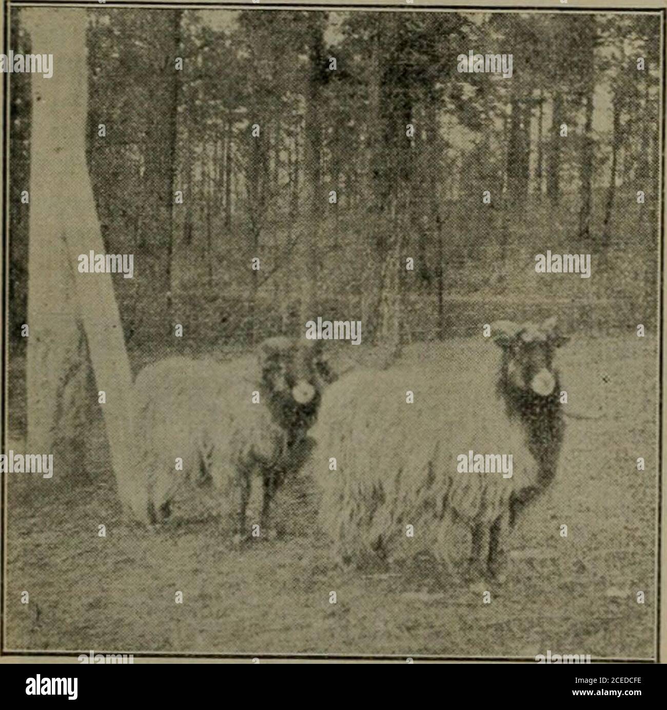 Sheep droppings hi-res stock photography and images - Alamy