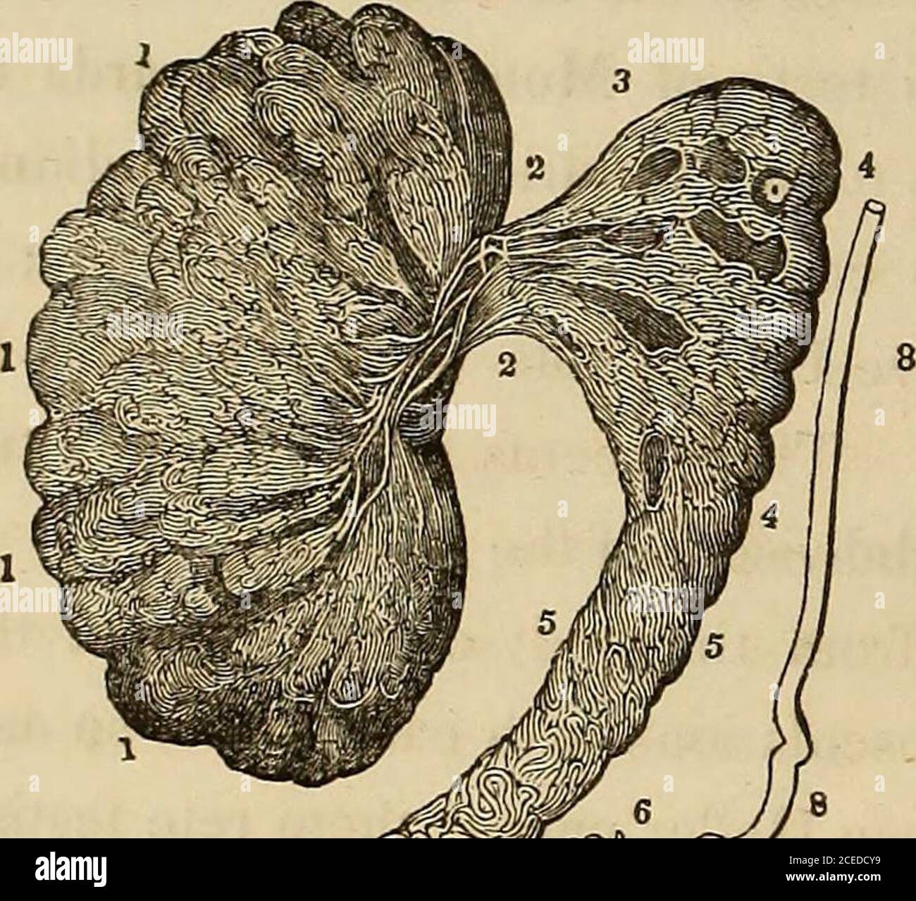 . A Complete practical work on the nature and treatment of venereal ...