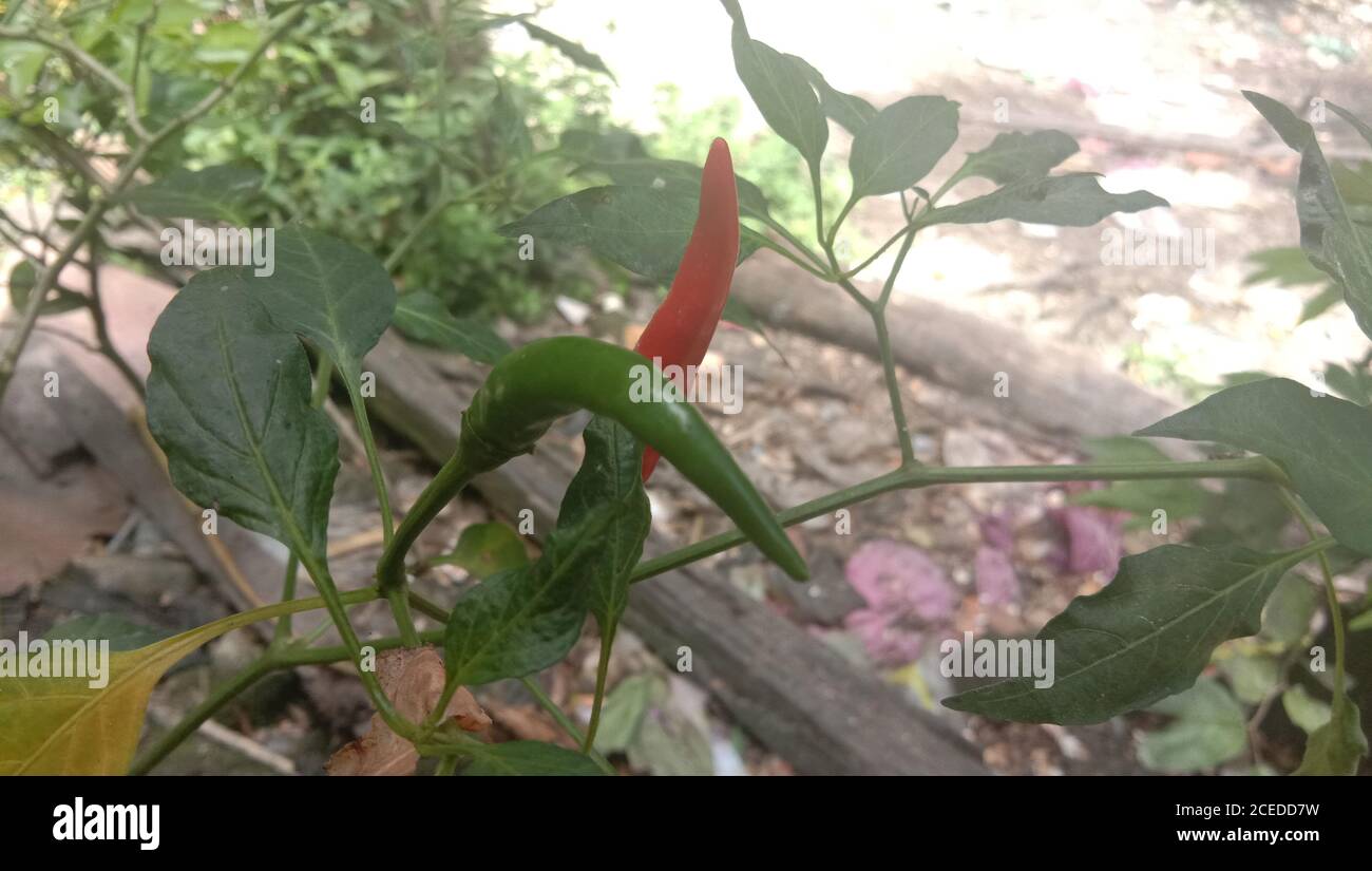 Red chilli tree hi-res stock photography and images - Alamy