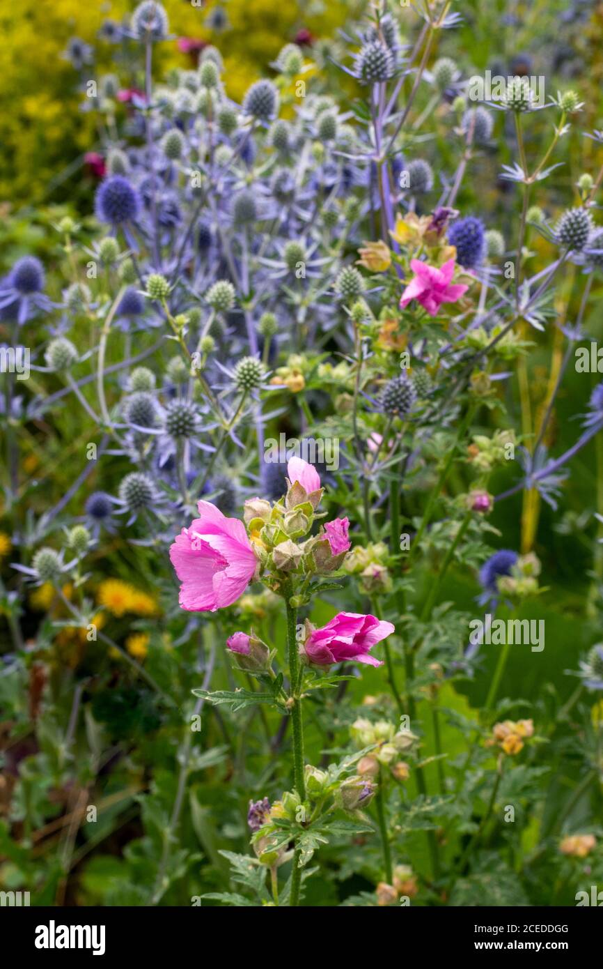A flower border with grasses and globe thistles in a dramatic display ...