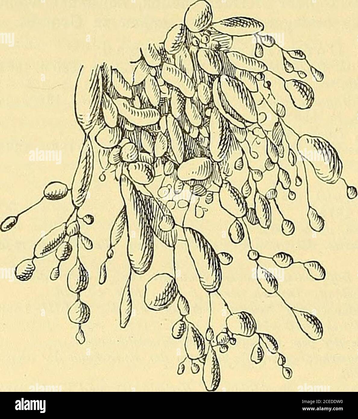 Mengen gewebe hi-res stock photography and images - Alamy