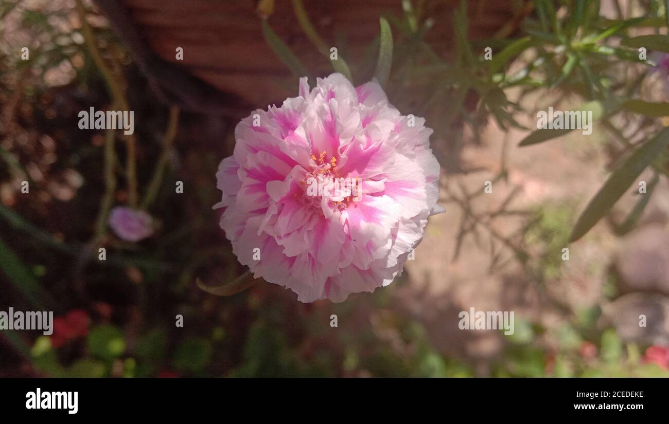 Beautiful red little flower hi-res stock photography and images - Alamy
