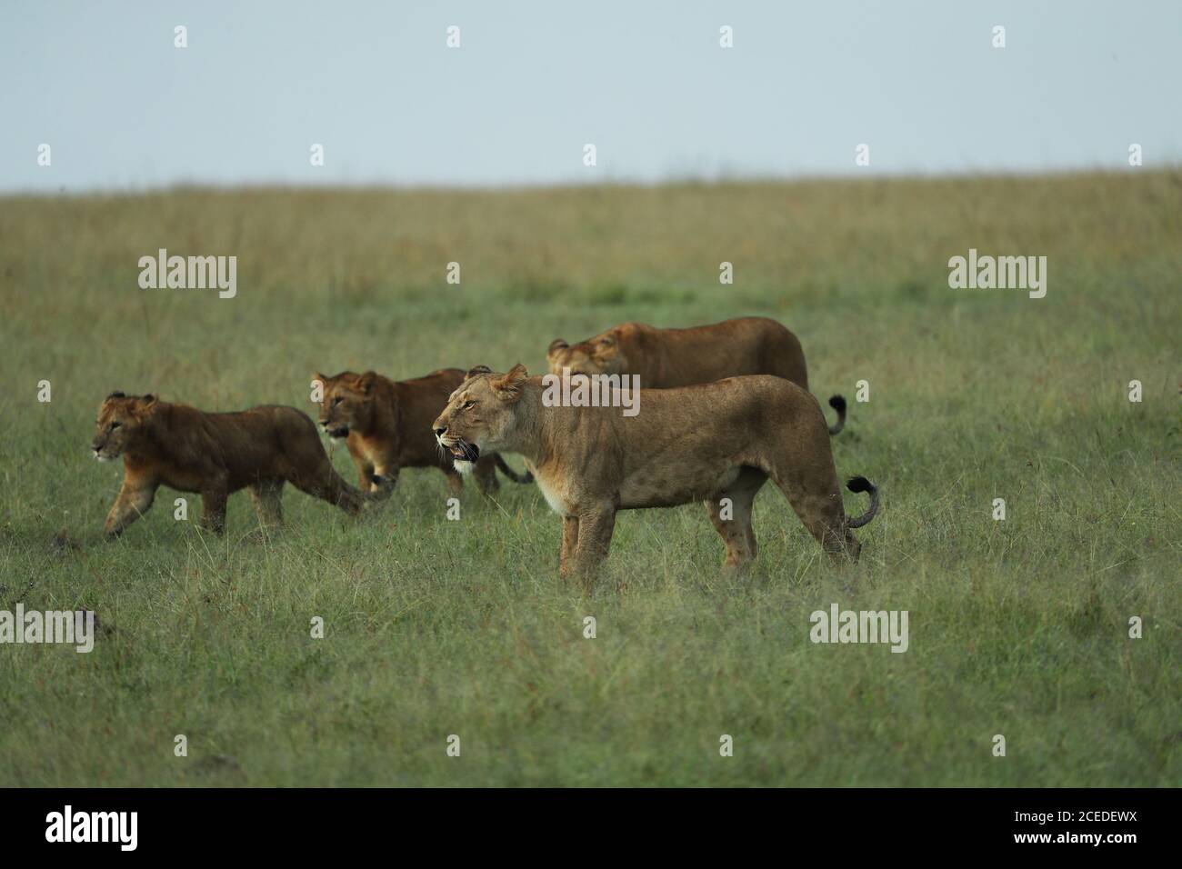 Lions in savannah hi-res stock photography and images - Alamy