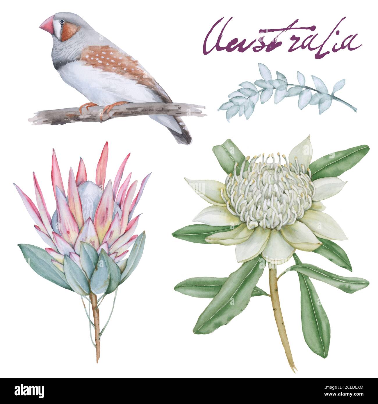 Australian spring nature background Cut Out Stock Images & Pictures - Alamy