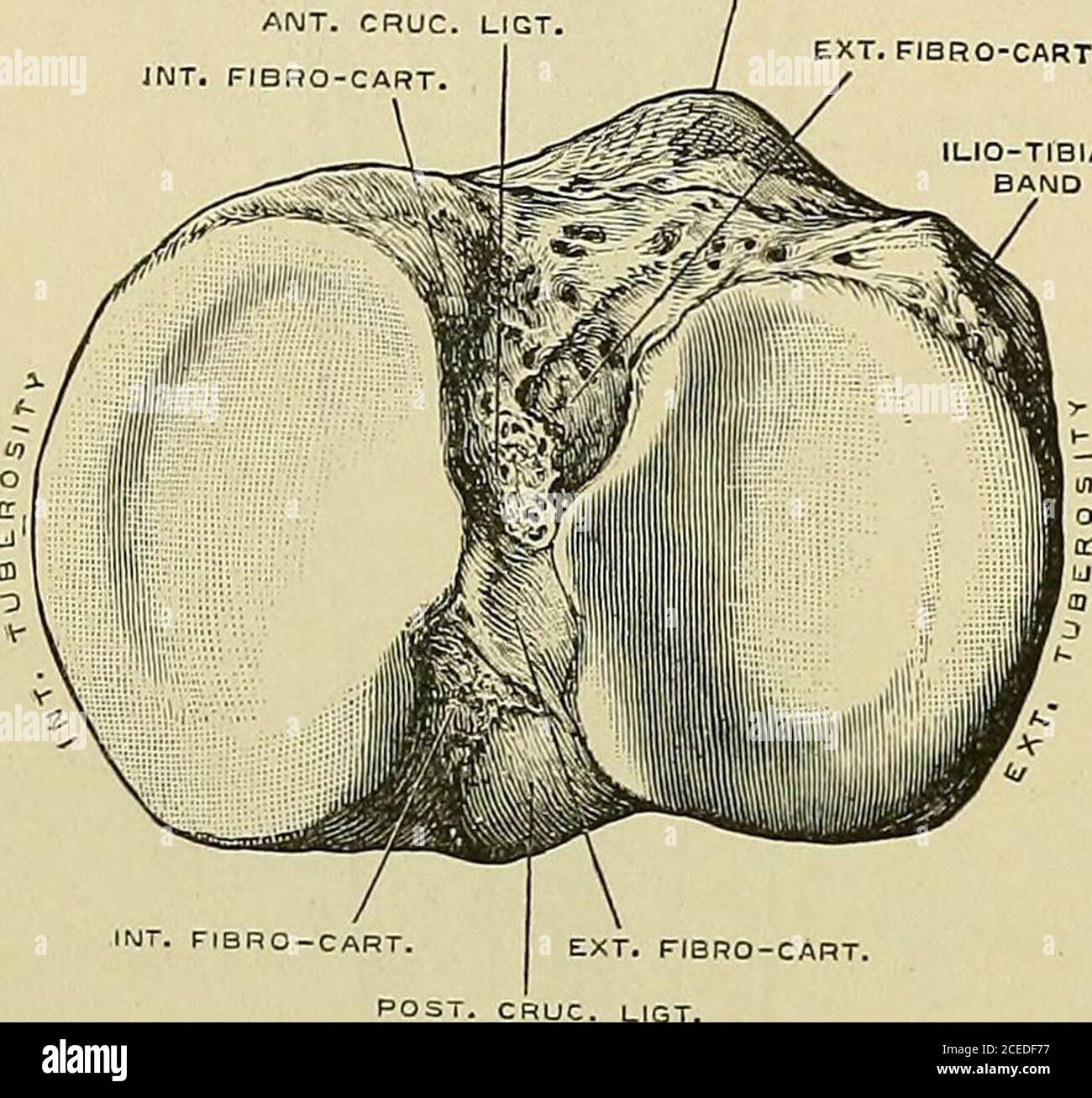 . Quain's Elements of anatomy. aments and the semilunar libro ...