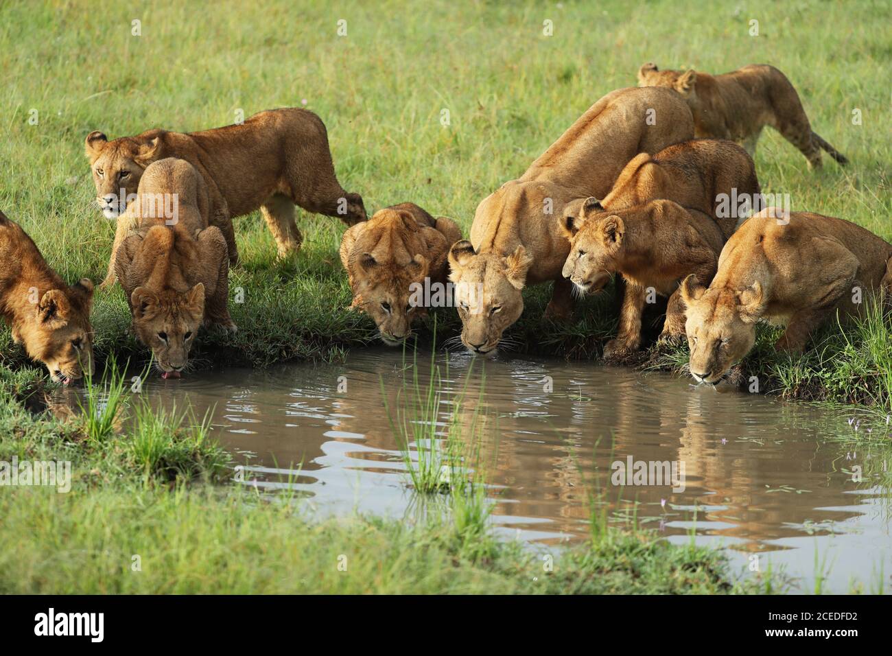 Lions in savannah hi-res stock photography and images - Alamy