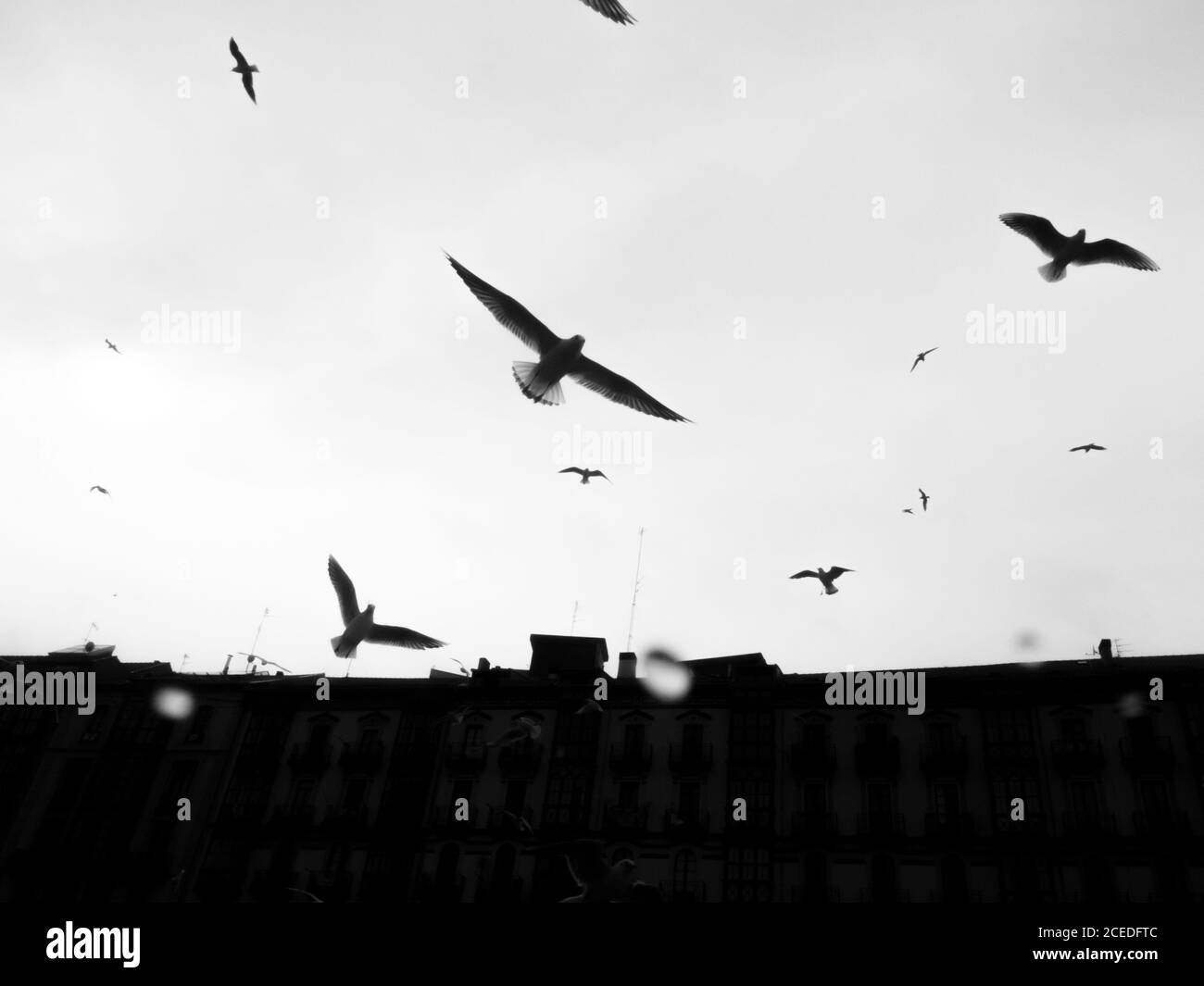 Birds flying above city buildings Stock Photo - Alamy