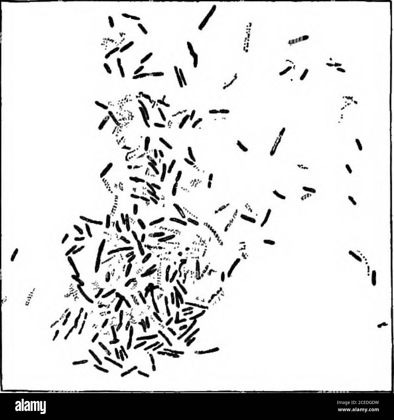 Disease Typhoid Black and White Stock Photos & Images - Alamy