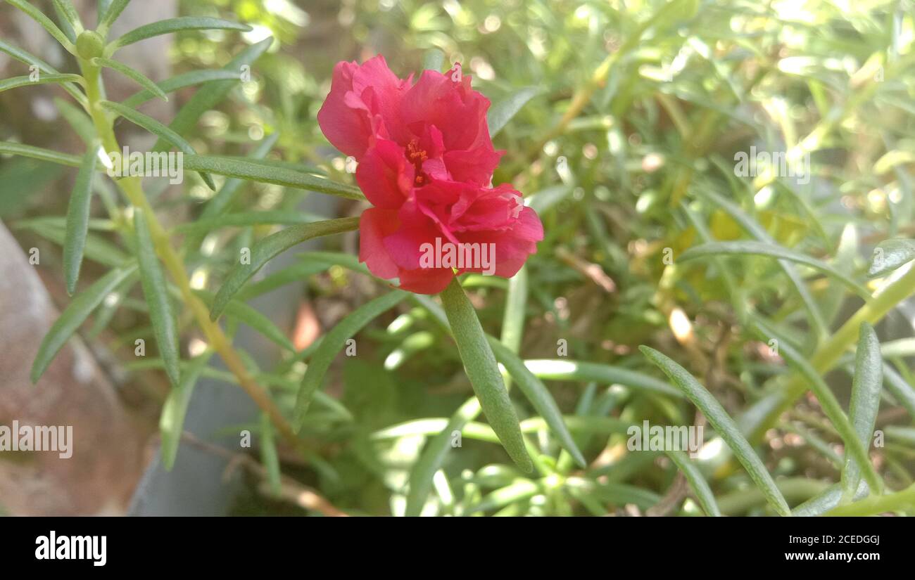 A small and beautiful fresh flower Stock Photo - Alamy