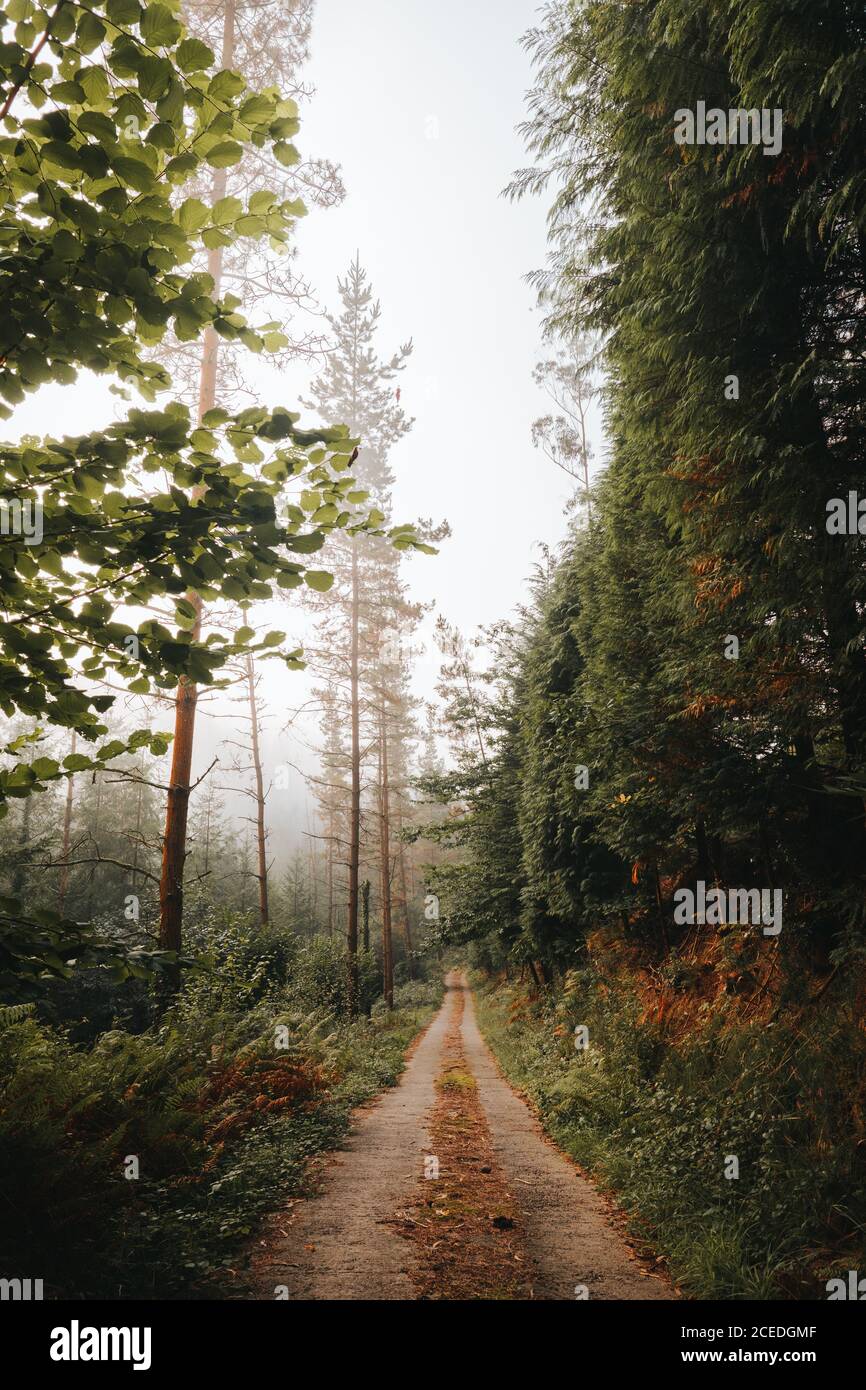 Calm green forest in daylight Stock Photo - Alamy