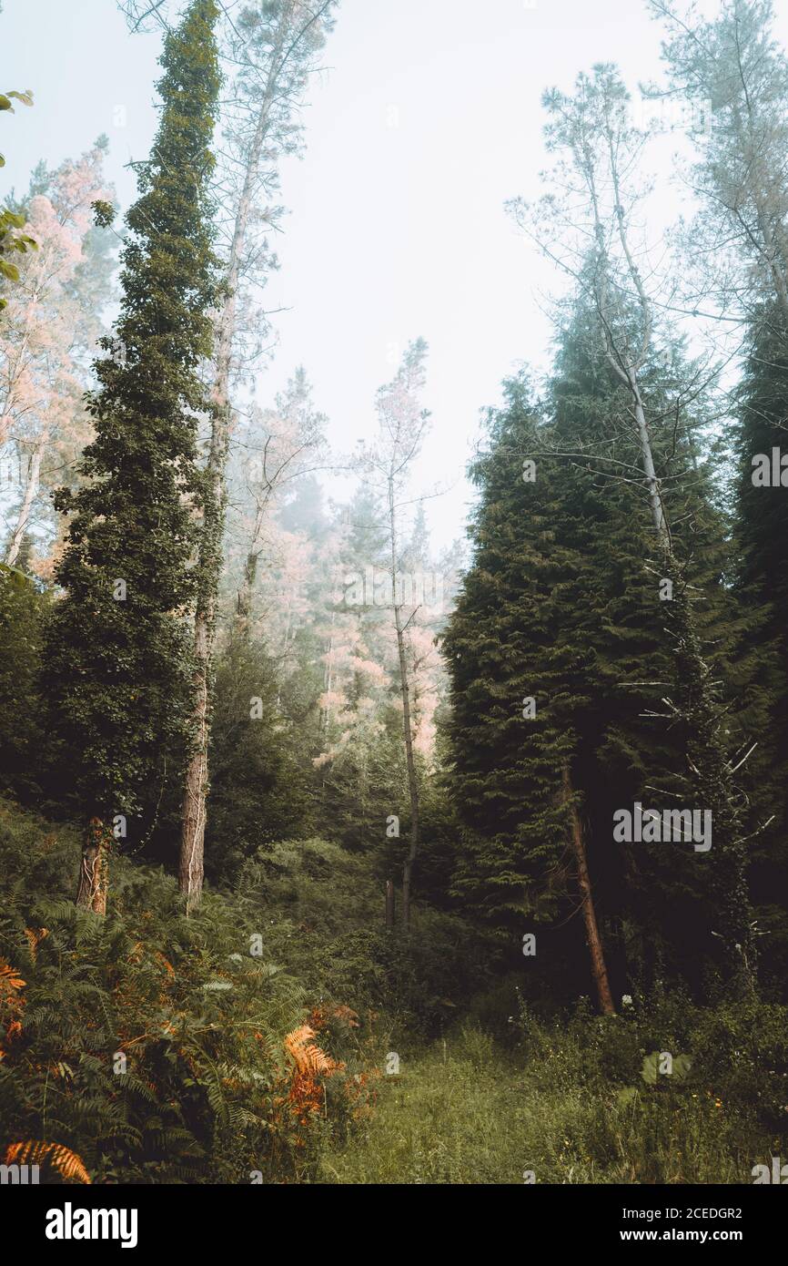 Calm green forest in daylight Stock Photo - Alamy