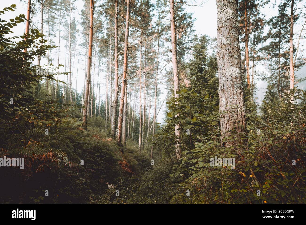 Calm green forest in daylight Stock Photo - Alamy