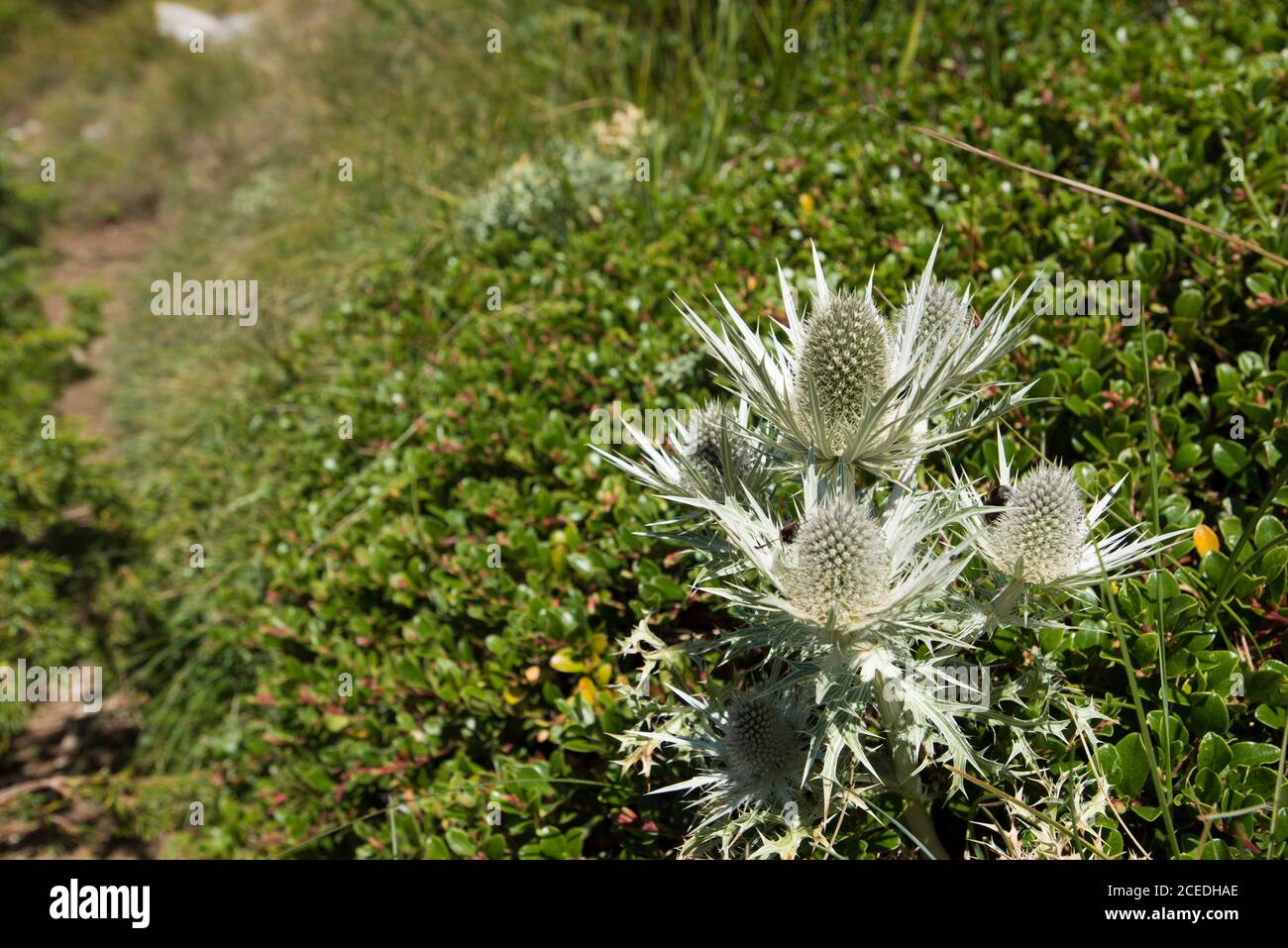 Plant of the French Alps Stock Photo - Alamy
