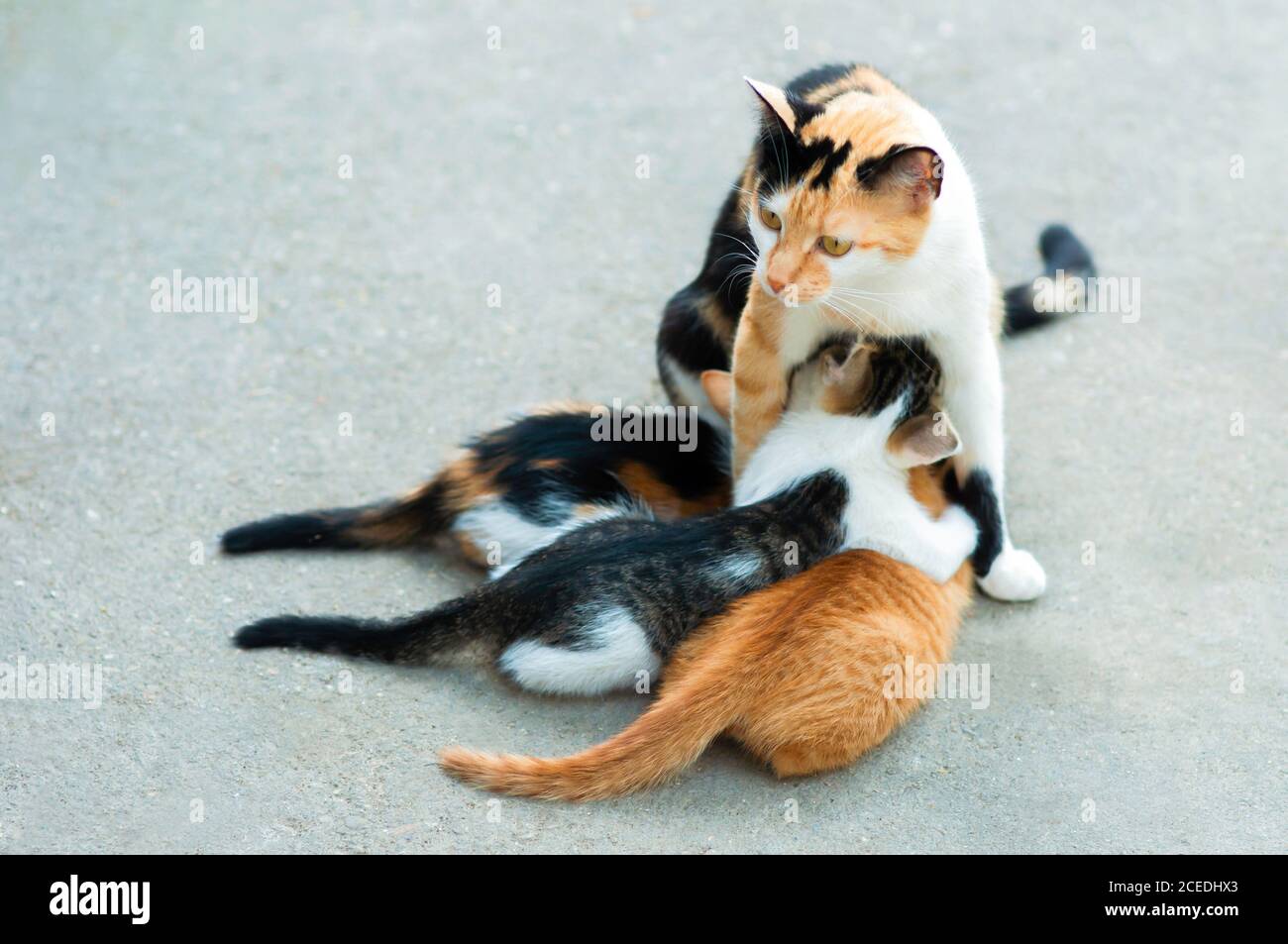 Kitties High Resolution Stock Photography and Images - Alamy