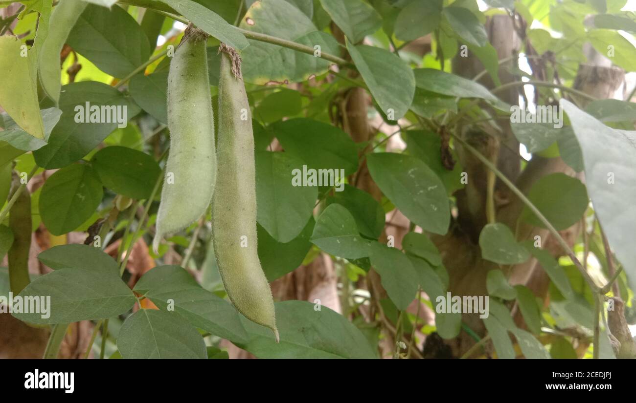 Peas pod tree hi-res stock photography and images - Alamy