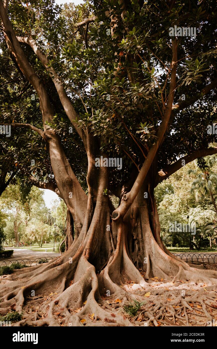 Magnificent aged tree growing beautiful park sunny day seville hi-res ...