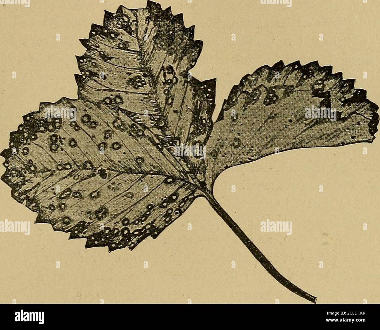 Canes distorted hi-res stock photography and images - Alamy