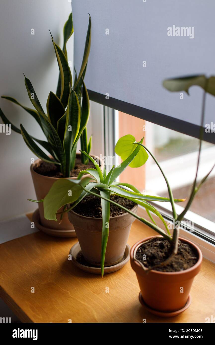 Indoor plants bloom window hi-res stock photography and images - Alamy