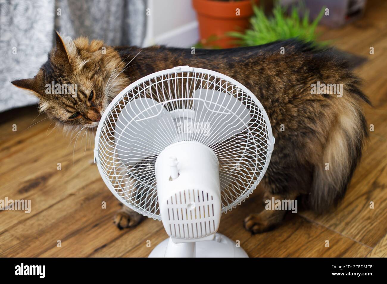 Curious tabby cat smelling old white fan on wooden floor in rustic room ...