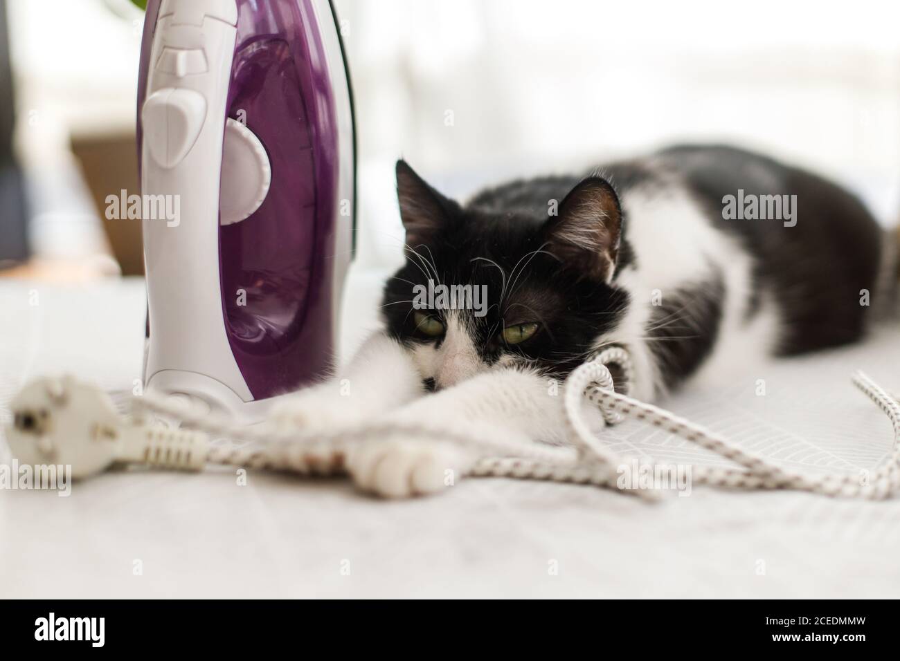 Sleeping cat on ironing board hi-res stock photography and images - Alamy