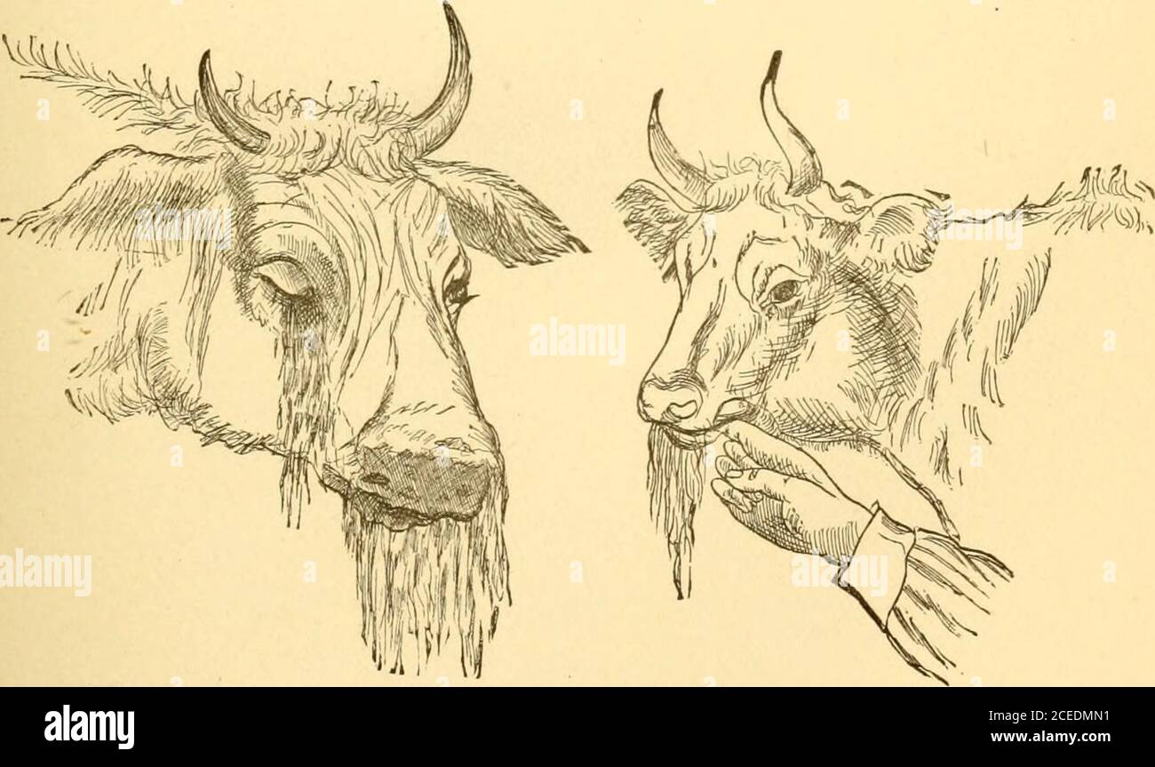 Dry cow treatment hi-res stock photography and images - Alamy