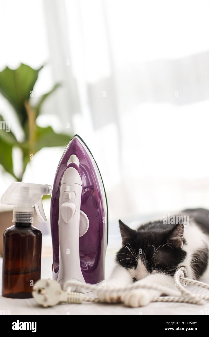 Adorable lazy cat sleeping at iron on modern cloth. Cute black and ...